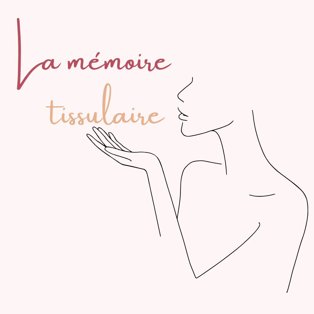 La mémoire tissulaire : lorsque nos cellules n'oublient pas